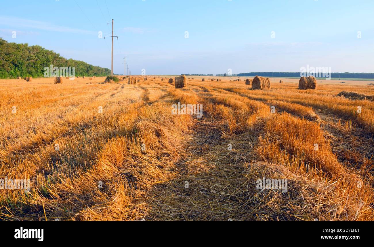 Hay bales on farm field after harvesting Stock Photo - Alamy