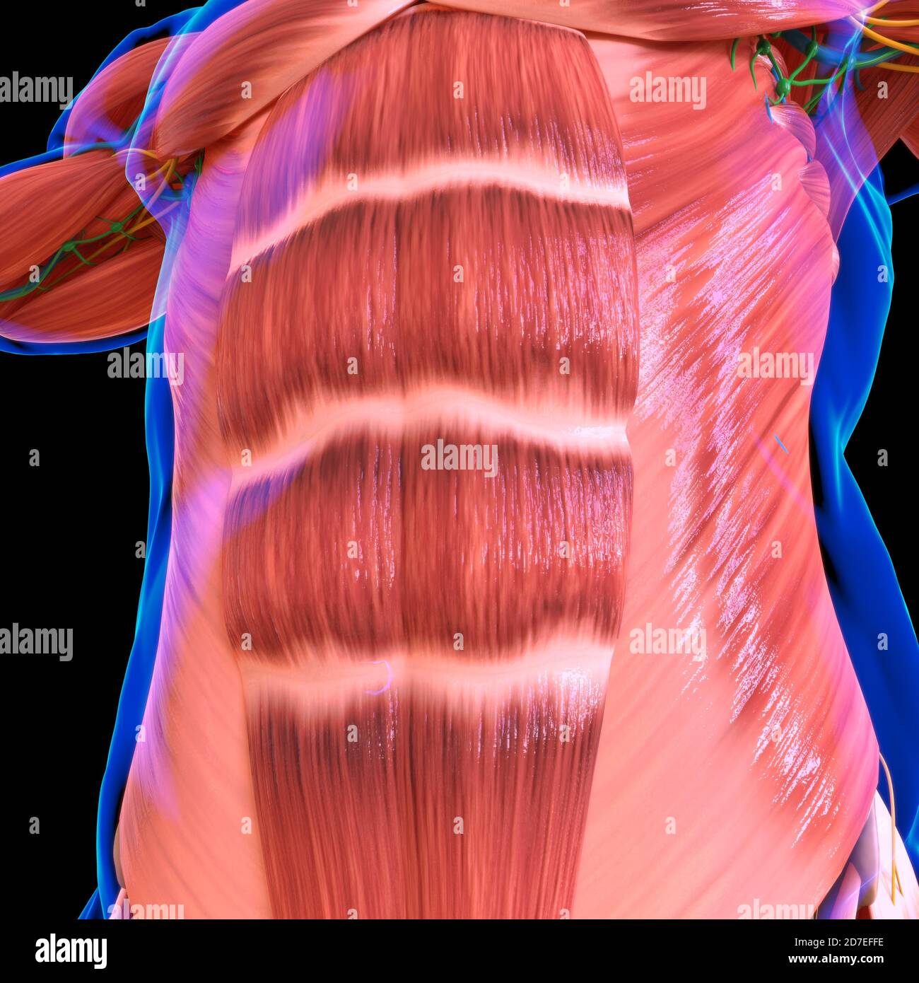 Human Muscle Anatomy For medical concept 3D Illustration Stock Photo ...