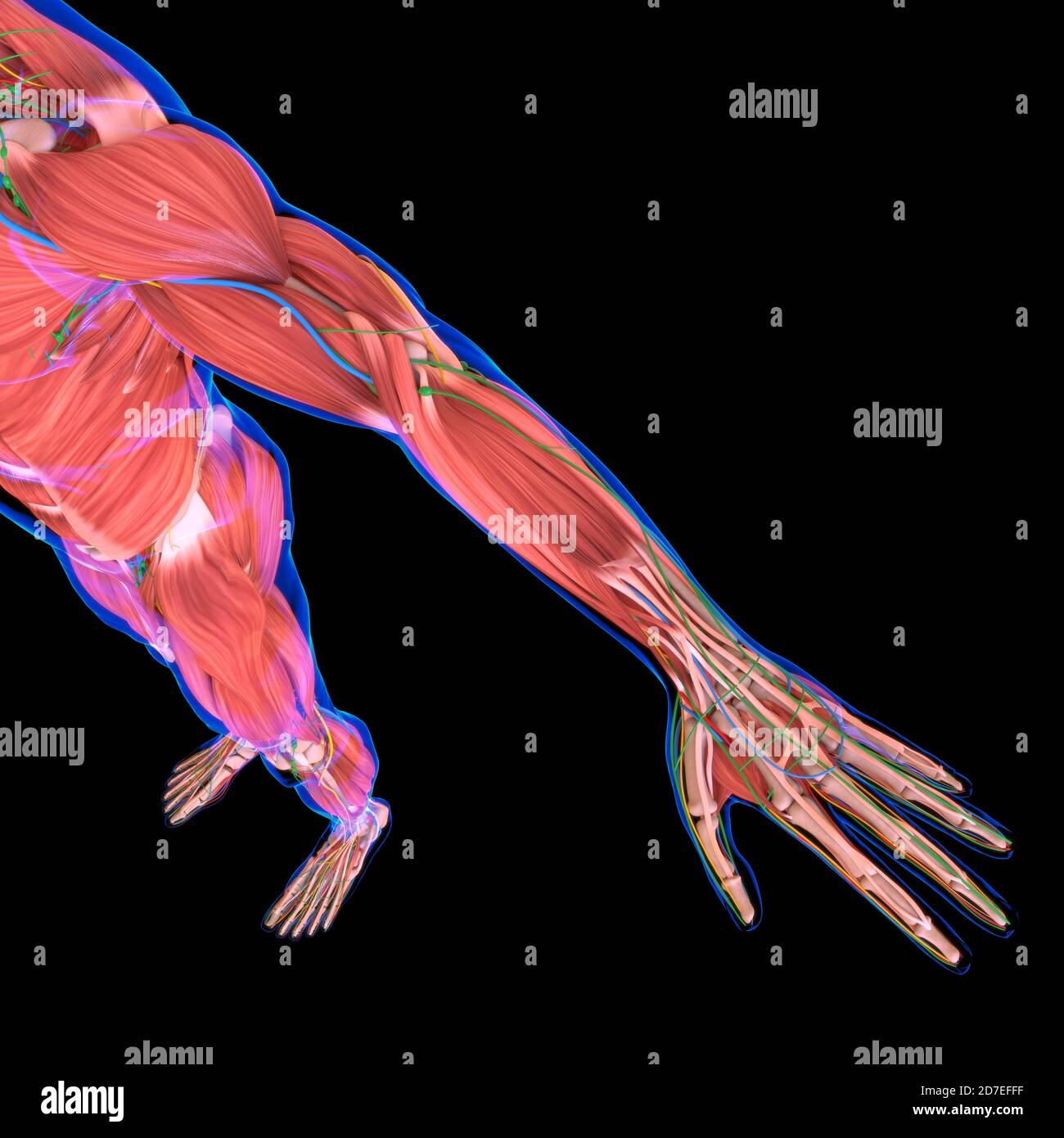 Human Muscle Anatomy For medical concept 3D Illustration Stock Photo ...