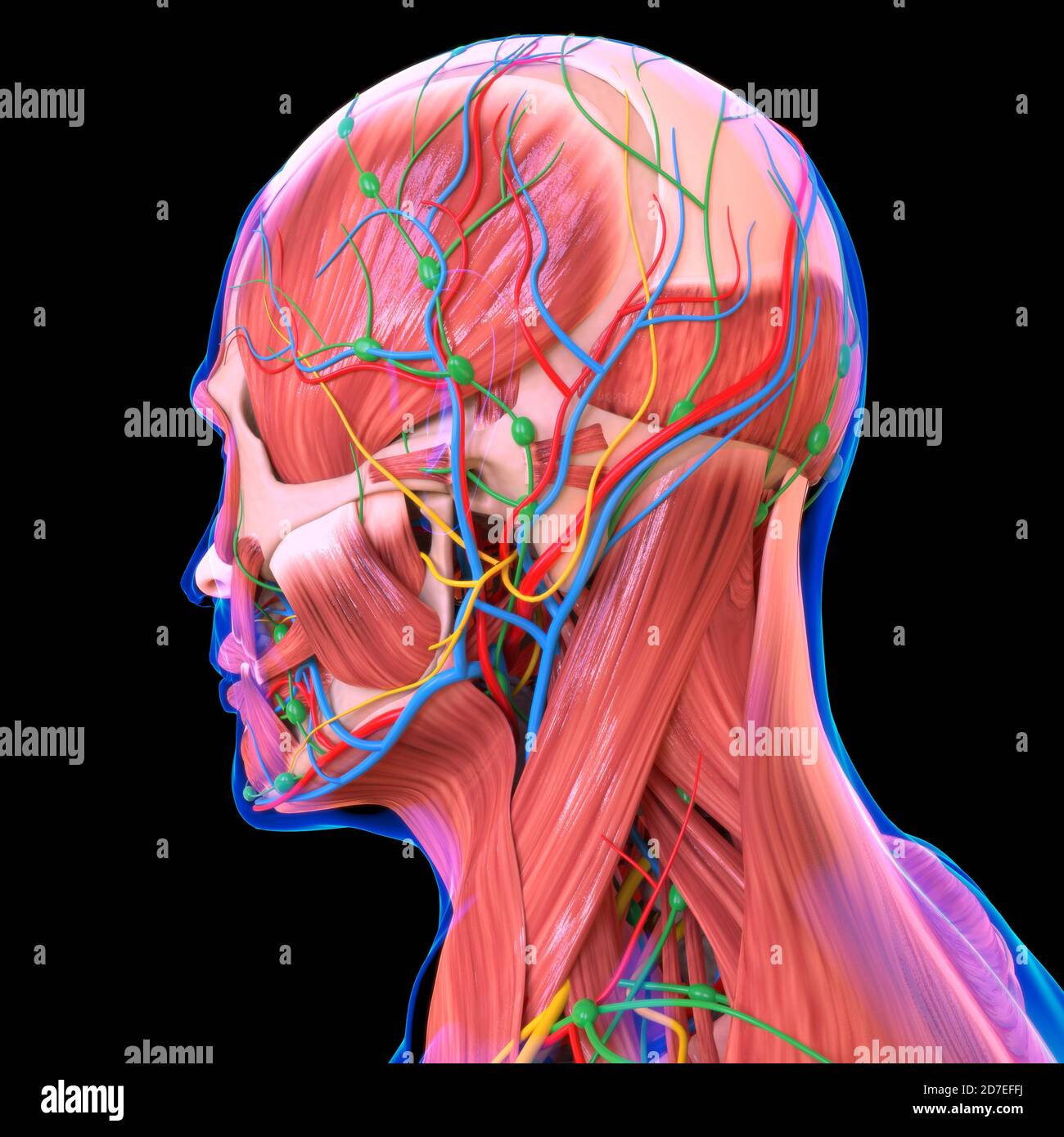 Human Muscle Anatomy For medical concept 3D Illustration Stock Photo ...