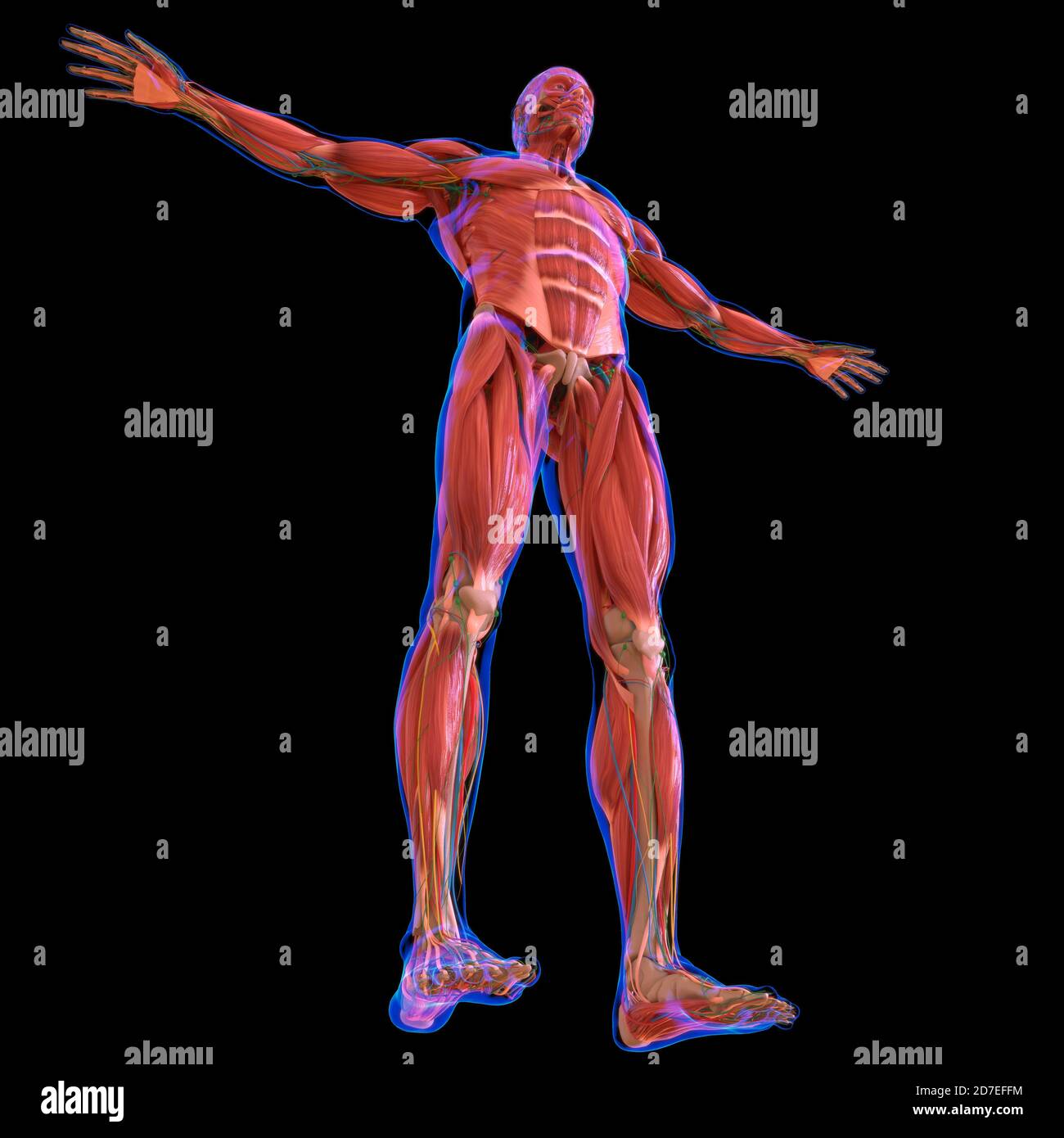 Human Muscle Anatomy For medical concept 3D Illustration Stock Photo ...