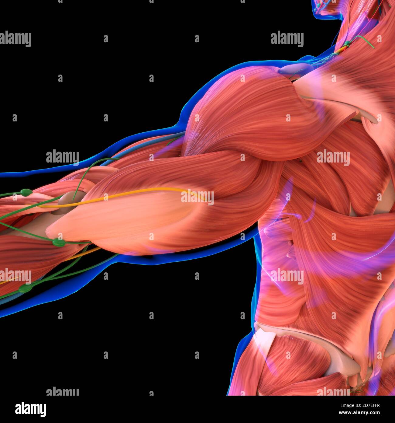 Human Muscle Anatomy For medical concept 3D Illustration Stock Photo ...