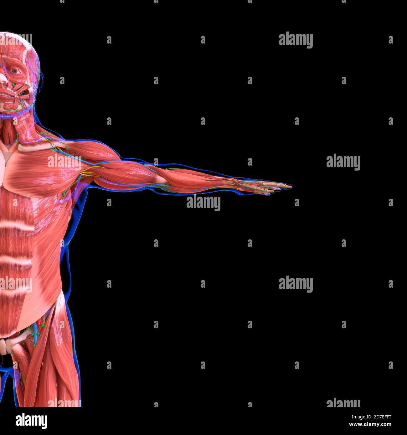 Human Muscle Anatomy For medical concept 3D Illustration Stock Photo ...