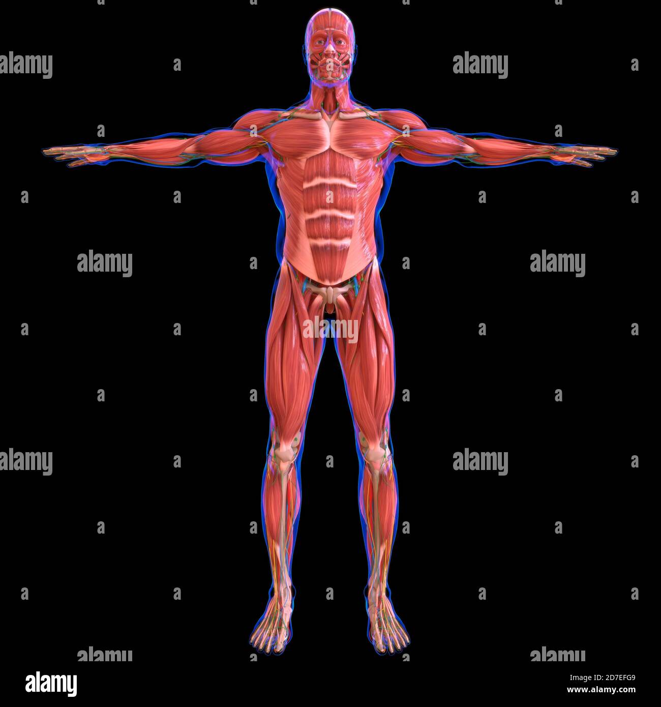 Human Muscle Anatomy For medical concept 3D Illustration Stock Photo ...