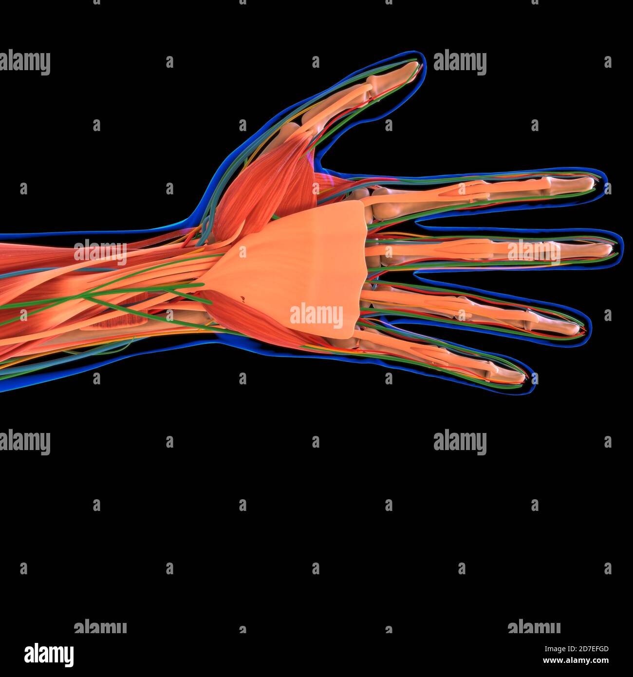 Human Muscle Anatomy For medical concept 3D Illustration Stock Photo ...
