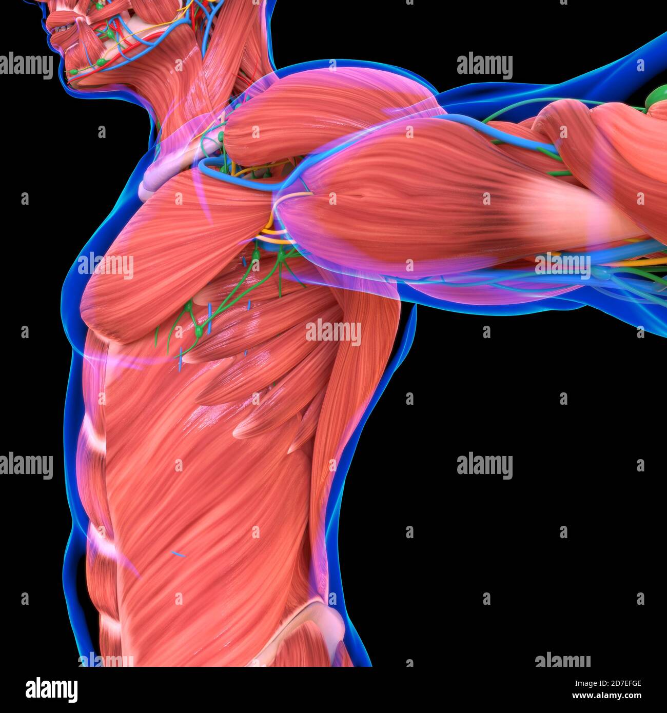 Human Muscle Anatomy For medical concept 3D Illustration Stock Photo ...