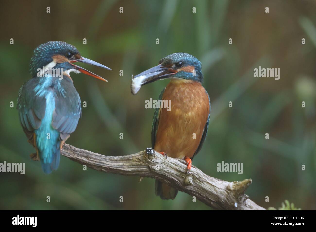 Common Kingfisher (Alcedo atthis), Eurasian kingfisher Stock Photo - Alamy