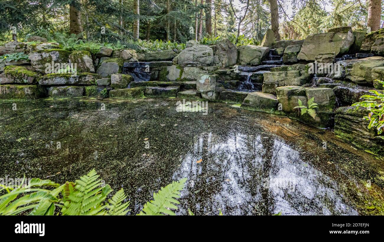 Pond with water with blooming algae surrounded by stones, water flowing ...