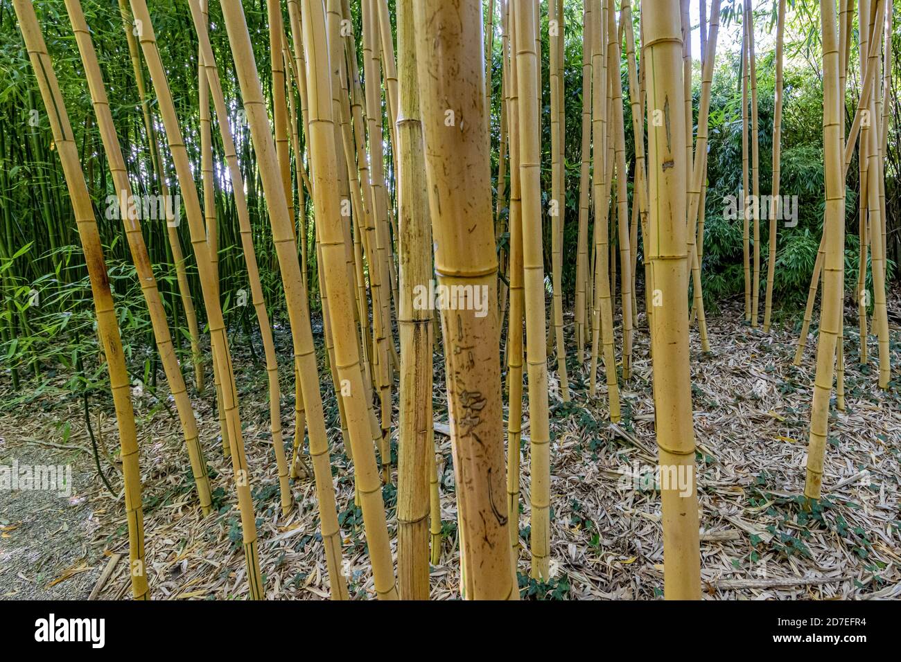 Brown colored bamboo tree stems with bamboo trees with stem and green ...