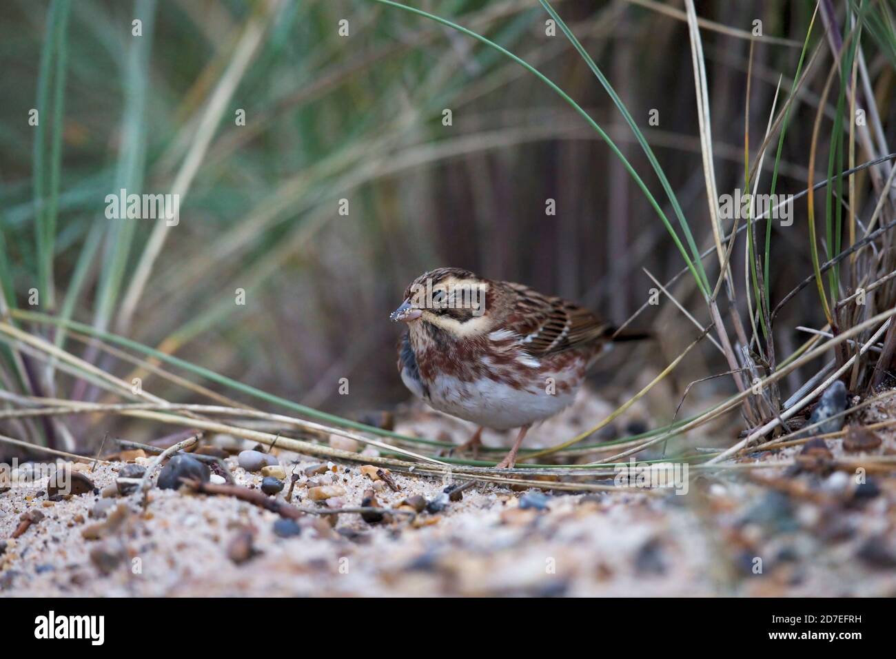 Rustic Bunting (Emberiza rustica Stock Photo - Alamy