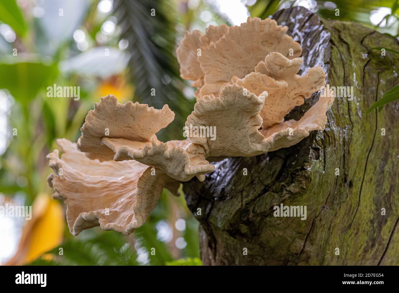 Armillaria mellea edible parasite hi-res stock photography and images ...