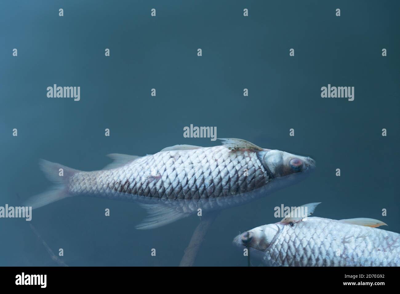 Dead White And Blue Fish