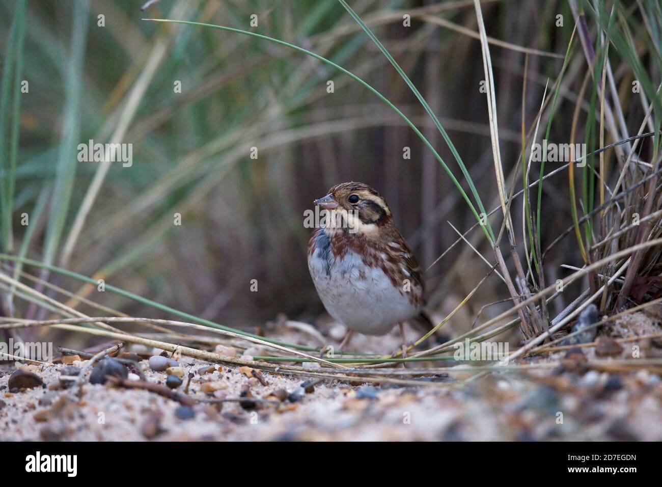 Rustic Bunting (Emberiza rustica Stock Photo - Alamy