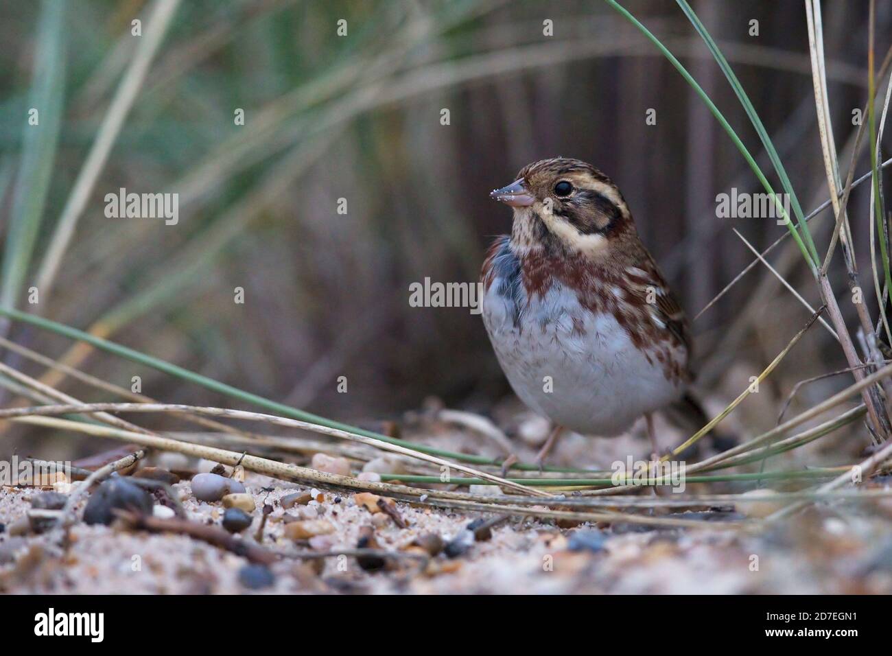 Rustic Bunting (Emberiza rustica Stock Photo - Alamy
