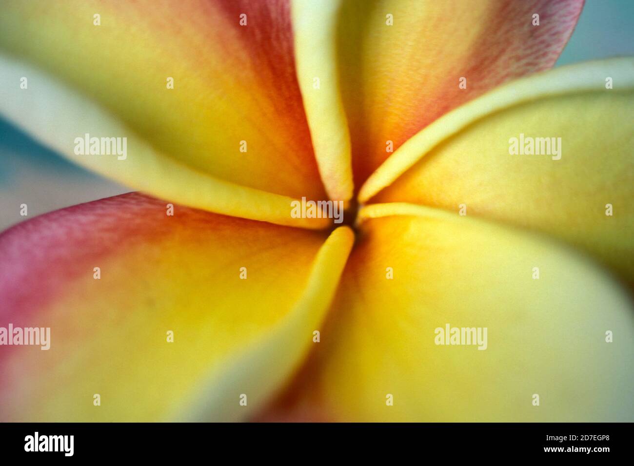the Thailand National Flower of Thai Jasmine at the Hat Phra Nang Beach ...
