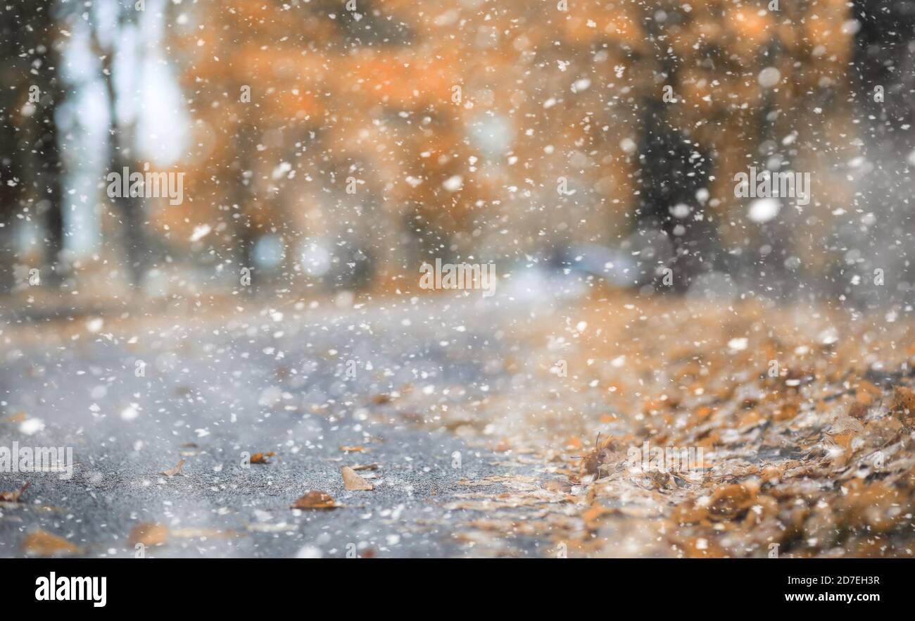 Autumn park in the days of the first snow Stock Photo - Alamy