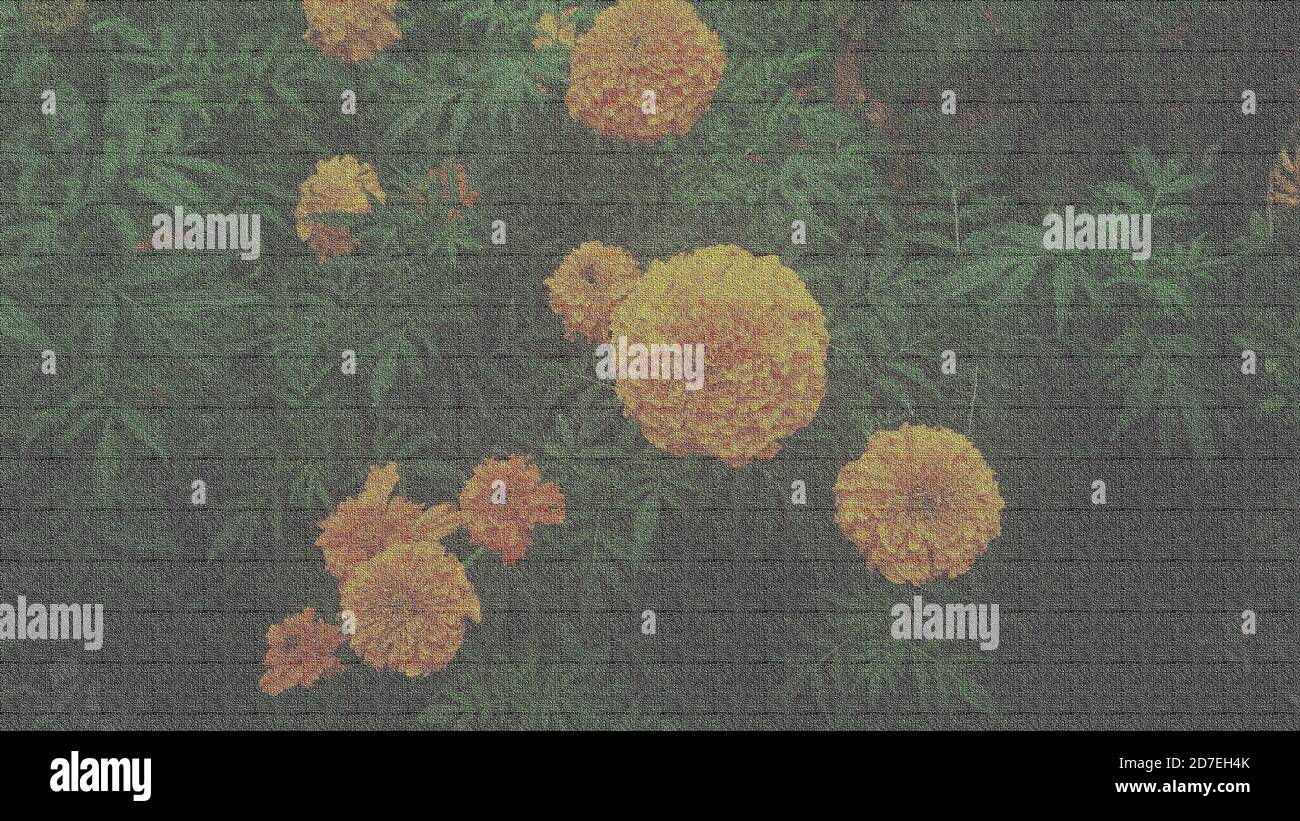 Marigold texture hi-res stock photography and images - Alamy