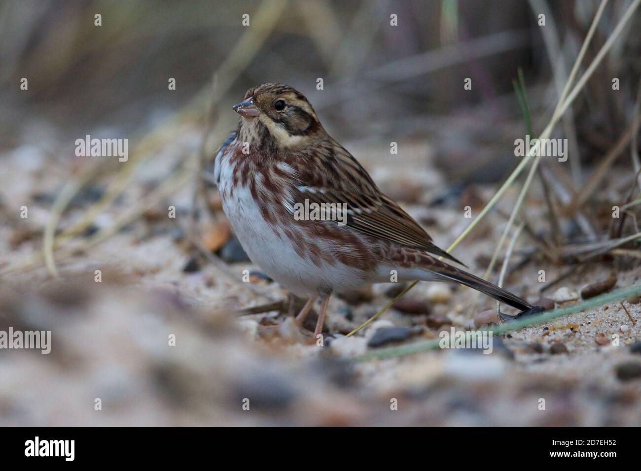 Rustic Bunting (Emberiza rustica Stock Photo - Alamy