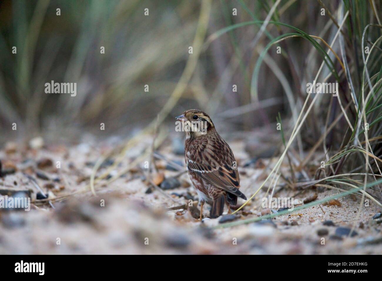 Rustic Bunting (Emberiza rustica Stock Photo - Alamy