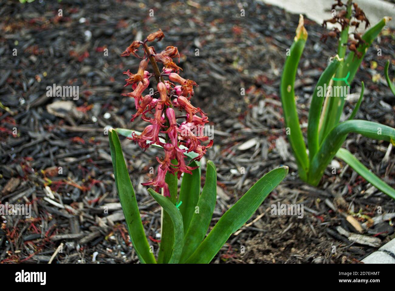 Dead pink hyacinth hi-res stock photography and images - Alamy