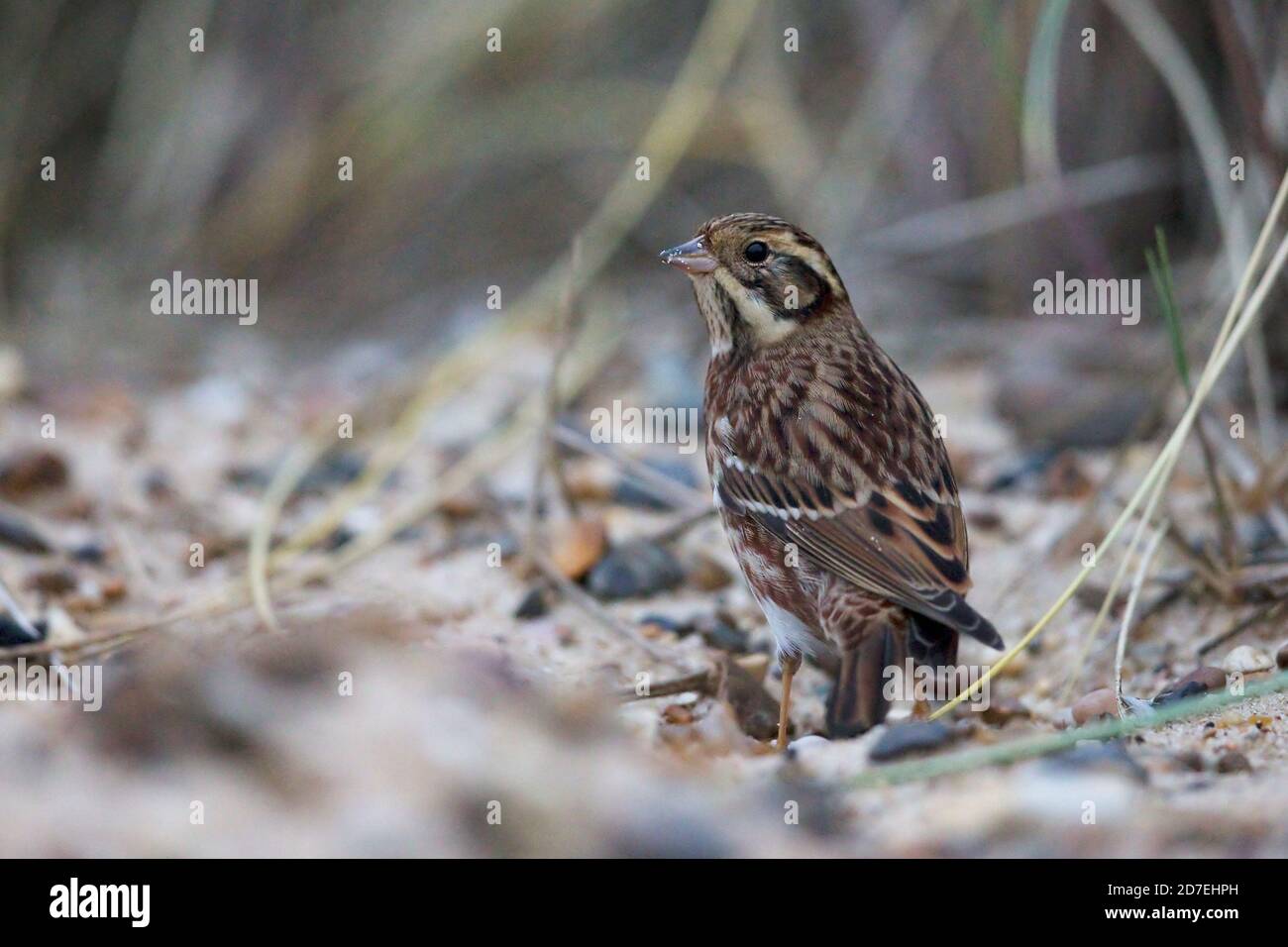 Rustic Bunting (Emberiza rustica Stock Photo - Alamy