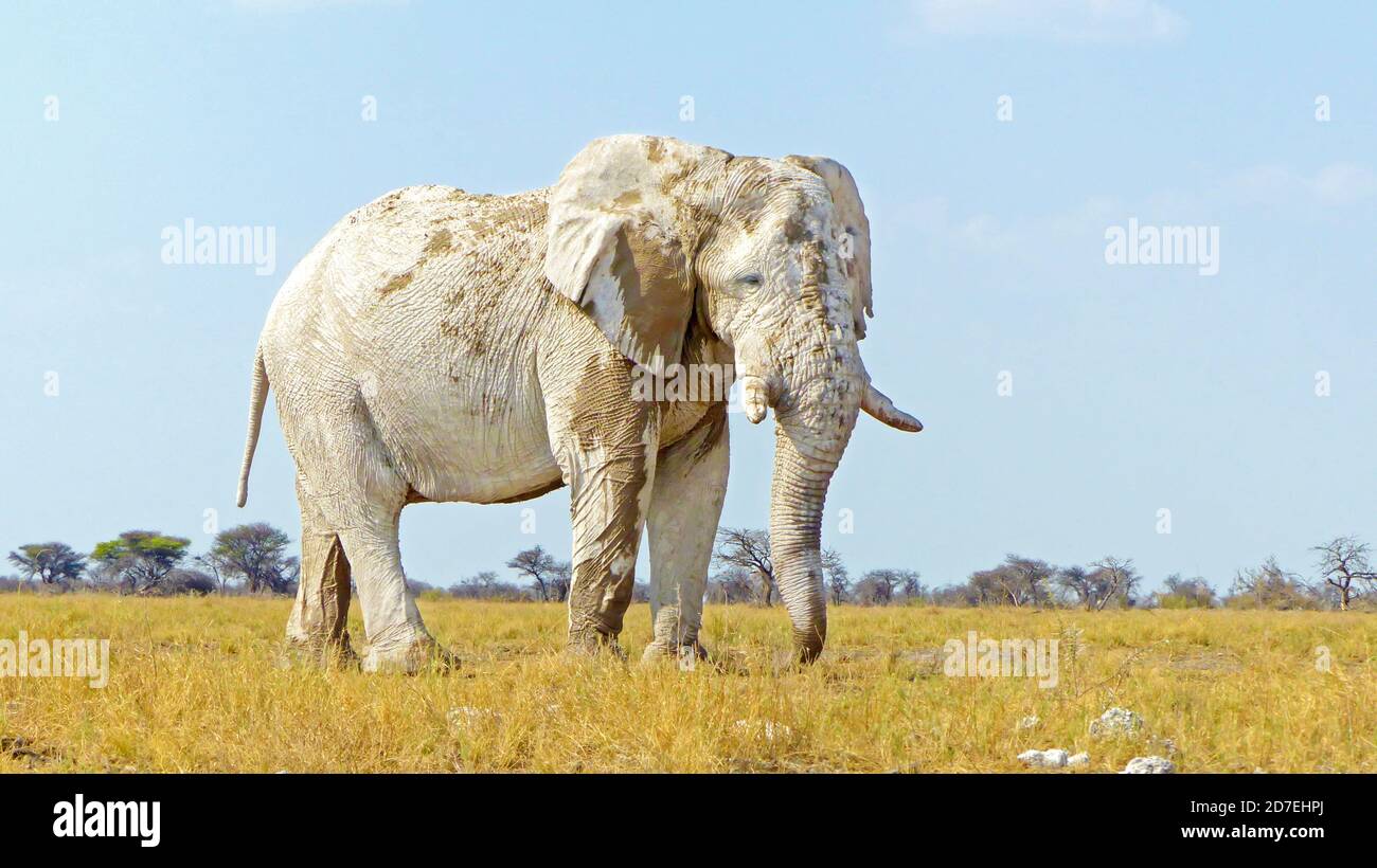 White elephant in Etosha. Elephants are used to cover their body with ...