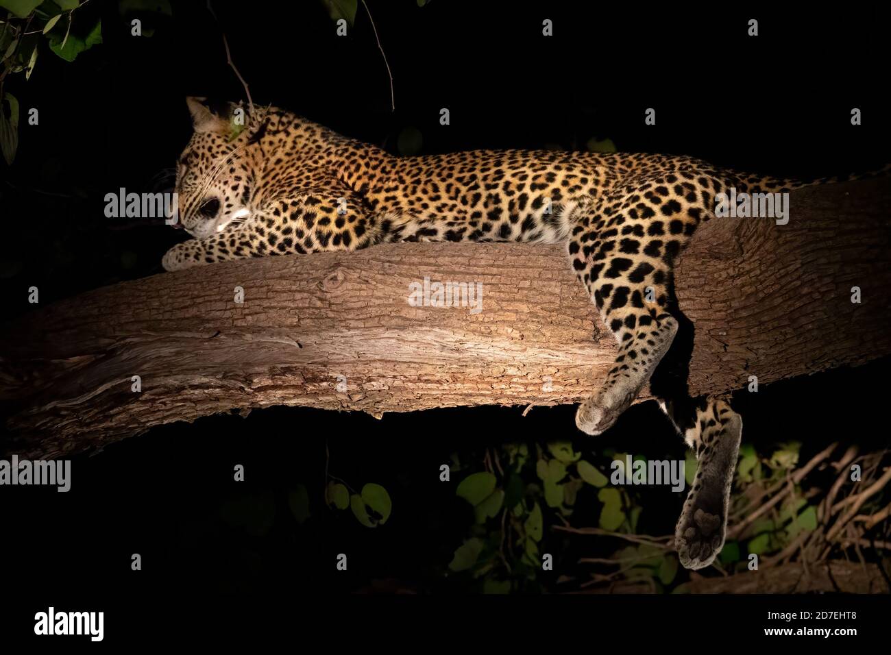 Wild leopard sprawled over the tree branch Stock Photo - Alamy