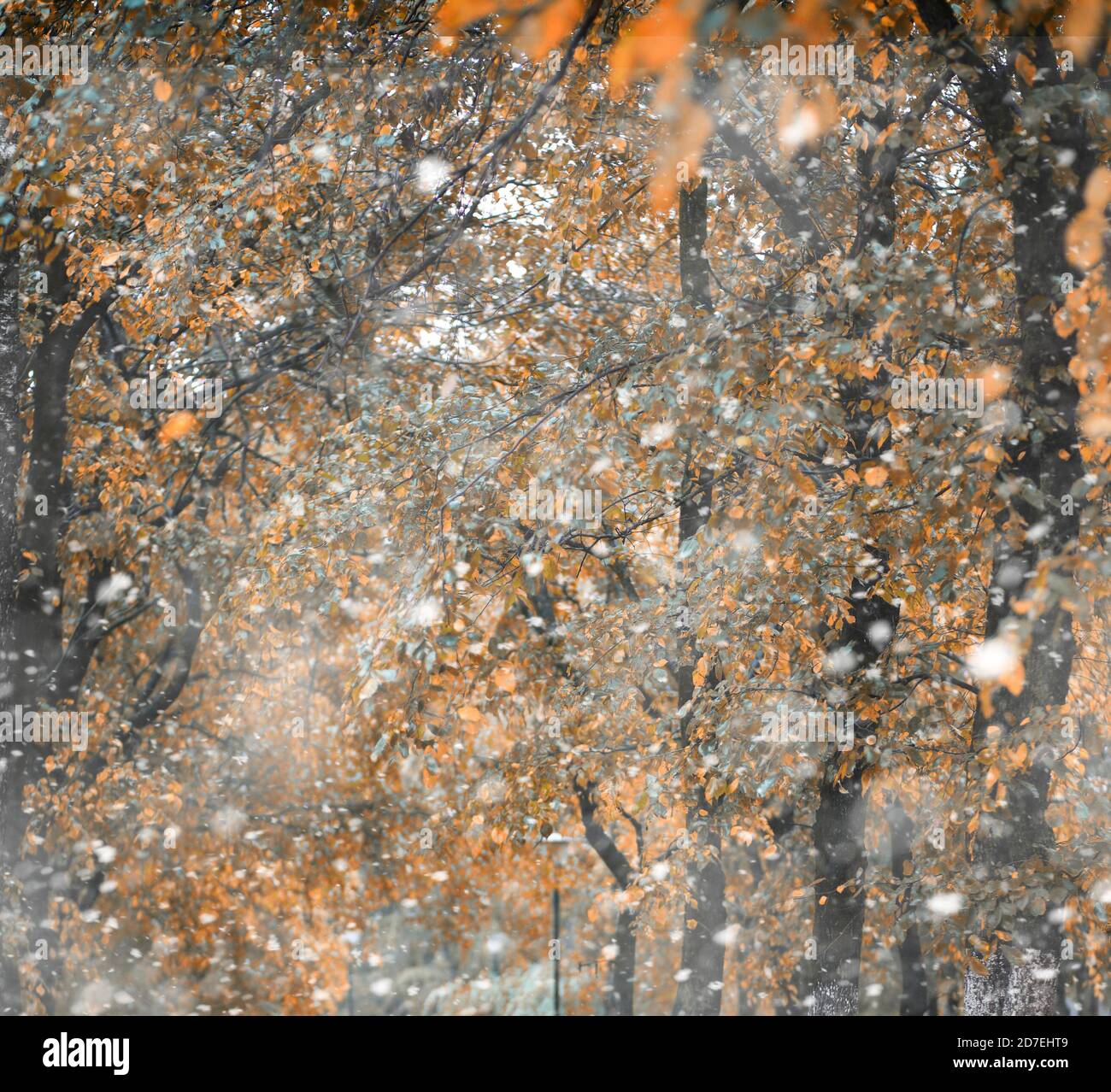 Autumn park in the days of the first snow Stock Photo - Alamy