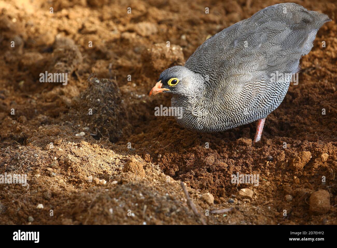 Red-billed francolin in Etosha National Park, Namibia Stock Photo - Alamy