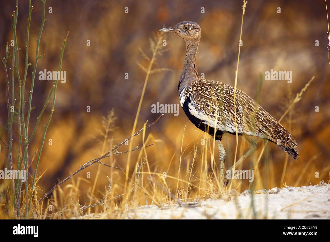 Red Crested Bustard High Resolution Stock Photography and Images - Alamy
