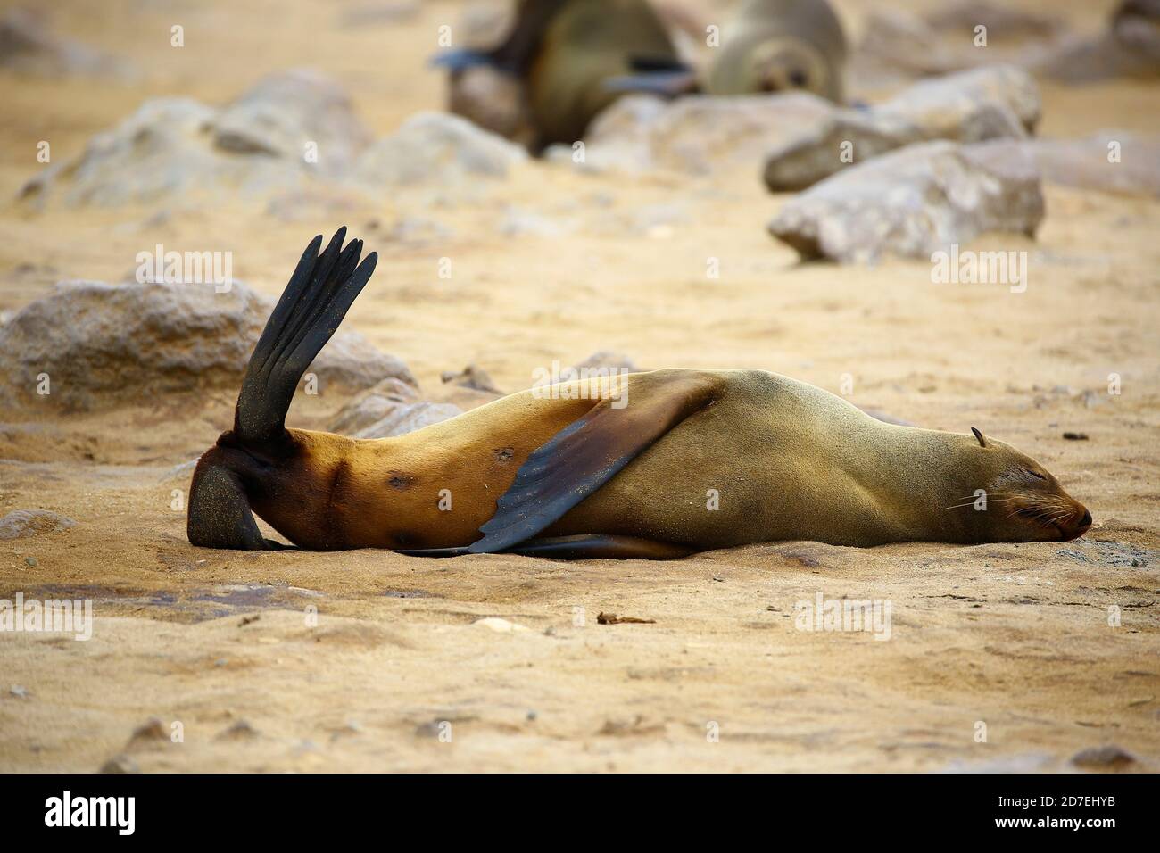 Sea lion resting on the beach, Namibia Stock Photo - Alamy