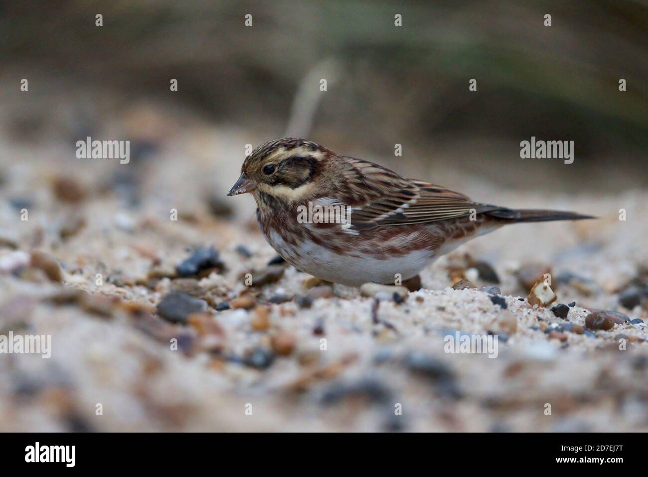 Rustic Bunting (Emberiza rustica Stock Photo - Alamy