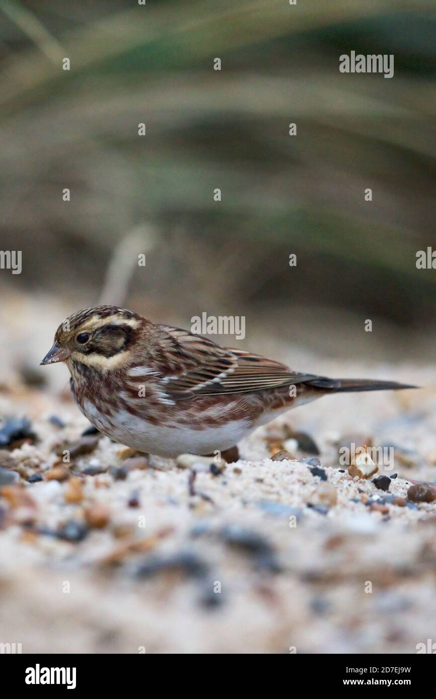 Rustic Bunting (Emberiza rustica Stock Photo - Alamy