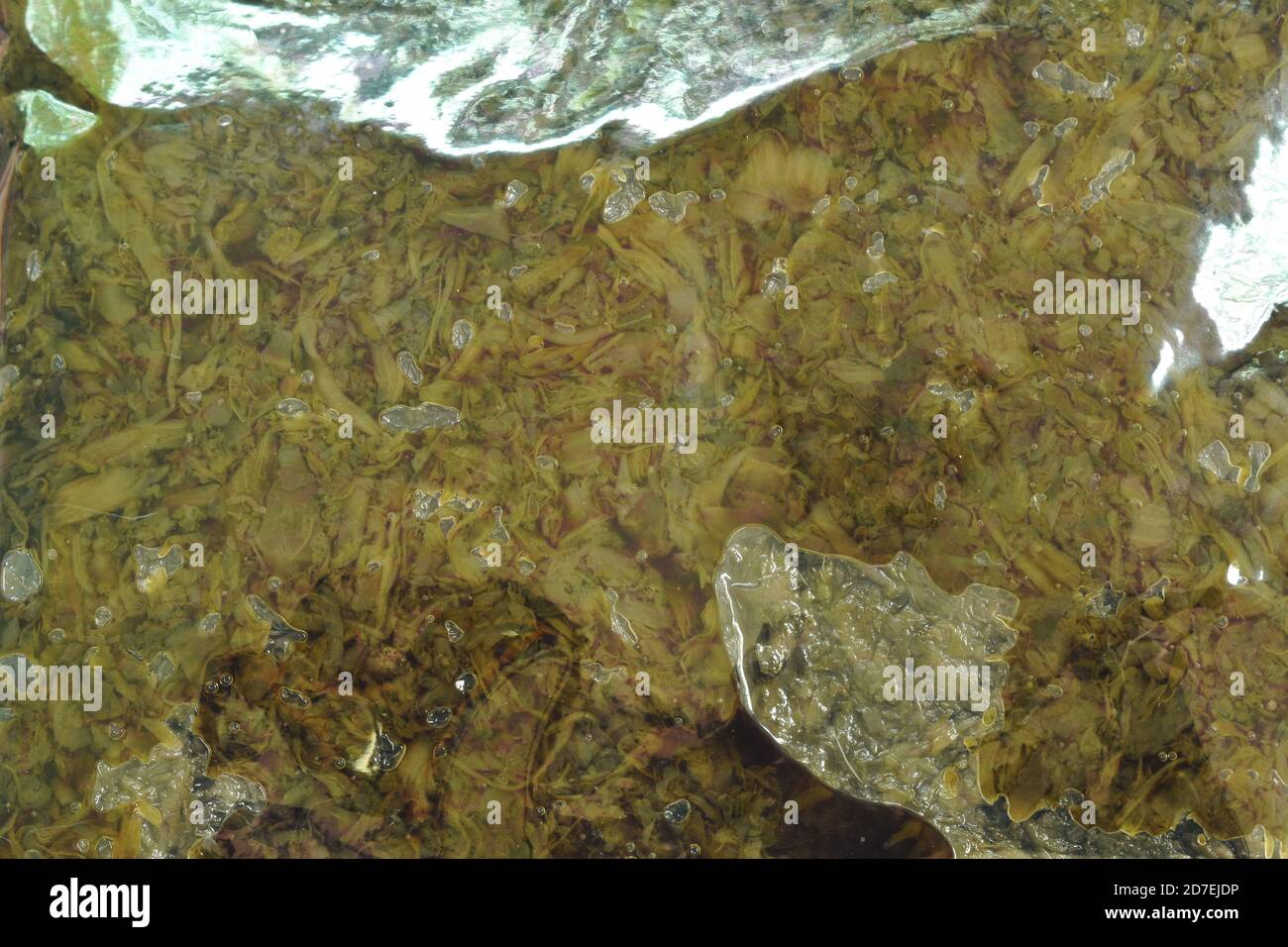 stir fried pickled mustard or Gan Lan Cai Chinese food made from ...