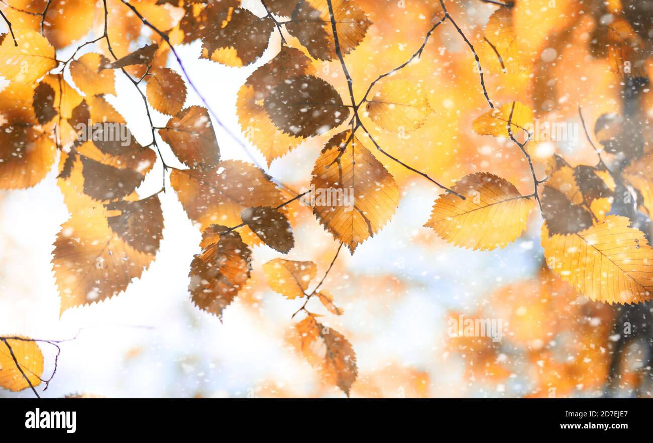 Autumn park in the days of the first snow Stock Photo - Alamy