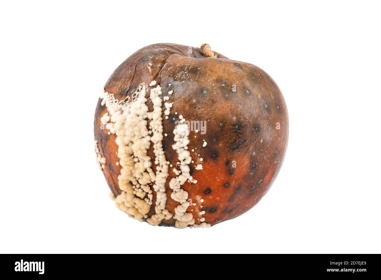 Fruits of apple with rot isolated on white background Stock Photo - Alamy