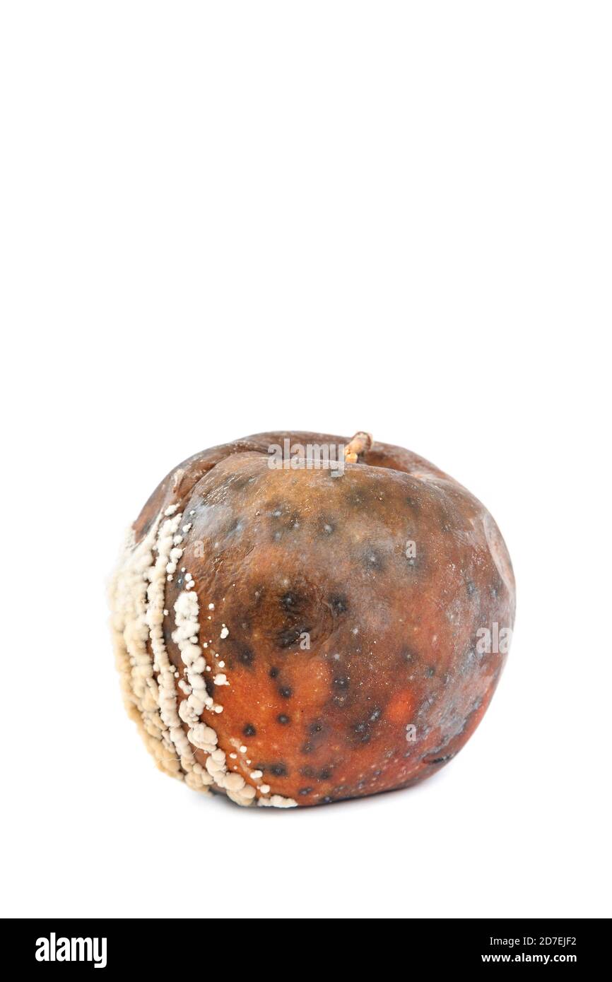Fruits of apple with rot isolated on white background Stock Photo - Alamy
