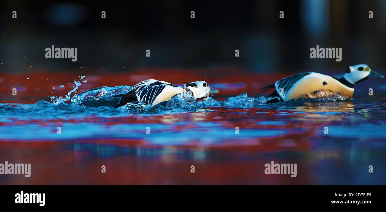 Male duck chasing hi-res stock photography and images - Alamy