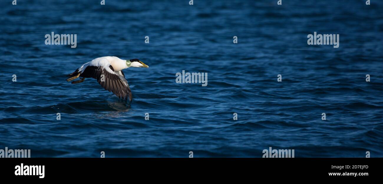 Common Eider flying over Barents sea Stock Photo - Alamy