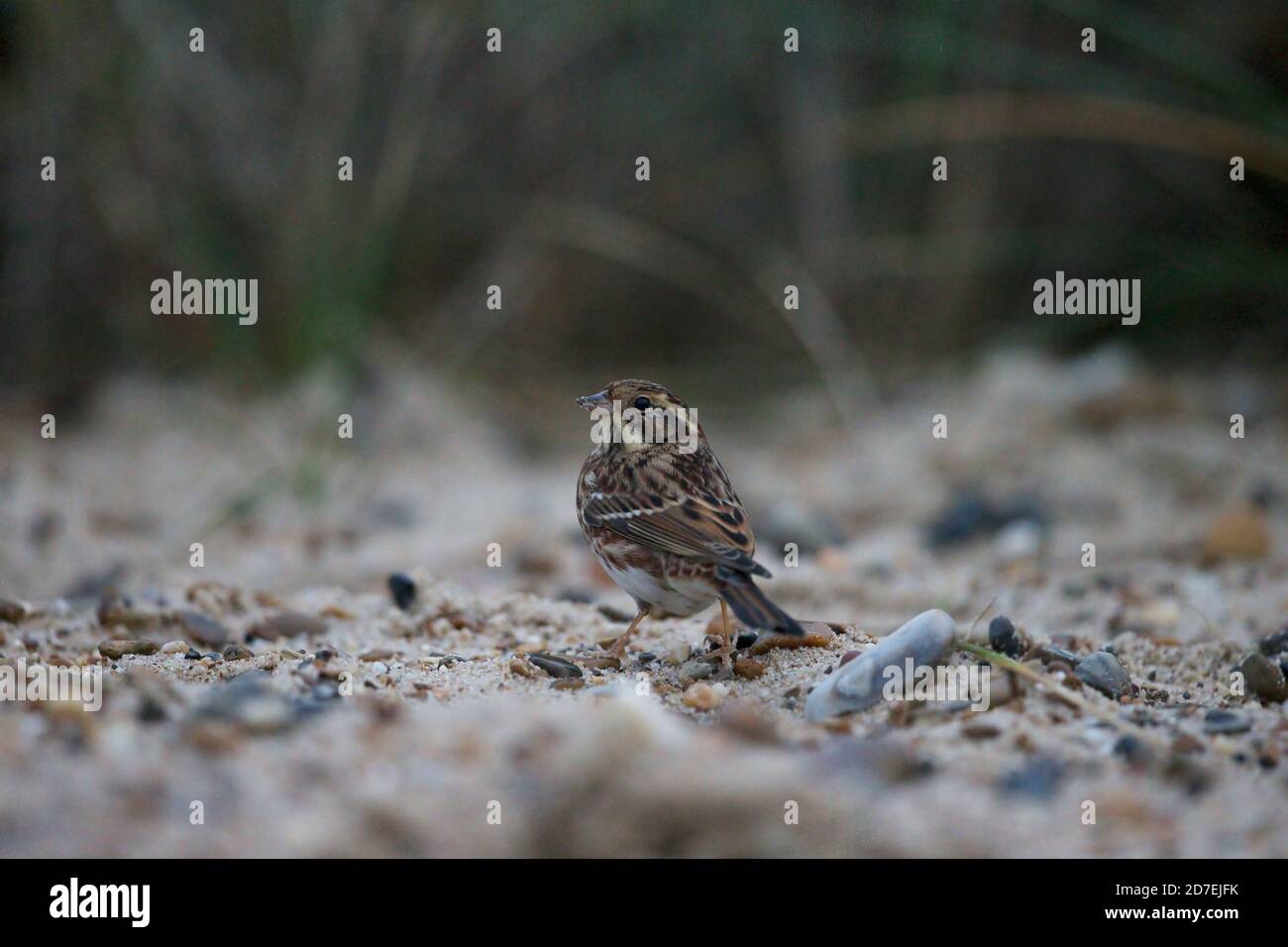 Rustic Bunting (Emberiza rustica Stock Photo - Alamy