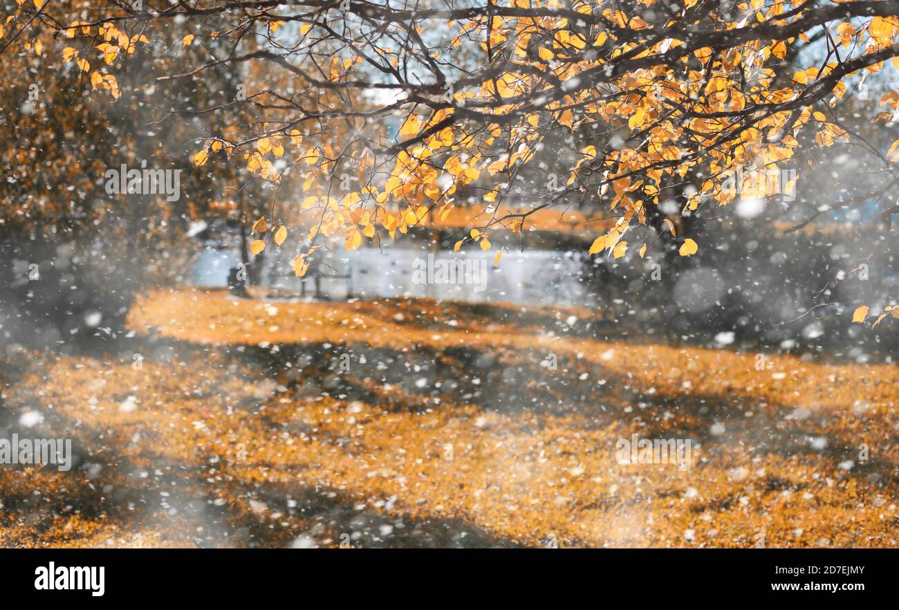 Autumn park in the days of the first snow Stock Photo - Alamy