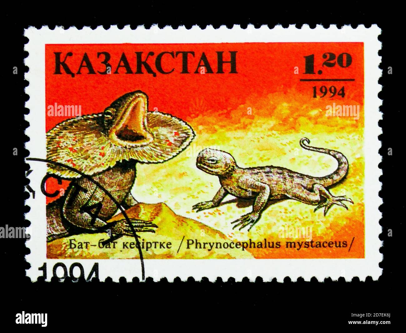 Phrynocephalus mystaceus hi-res stock photography and images - Alamy