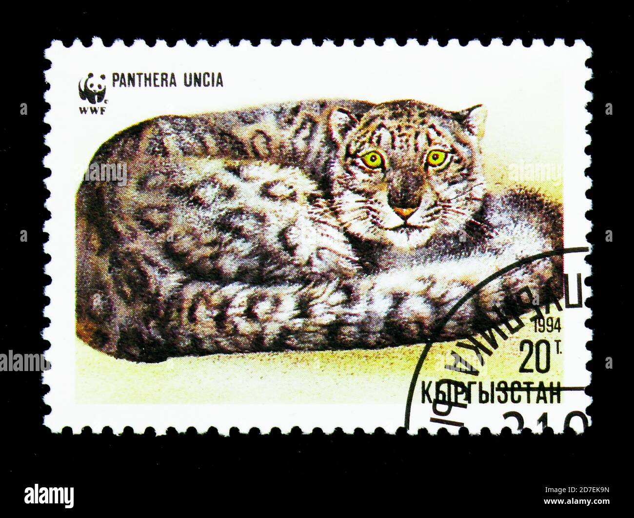 Leopard lying in snow hi-res stock photography and images - Alamy