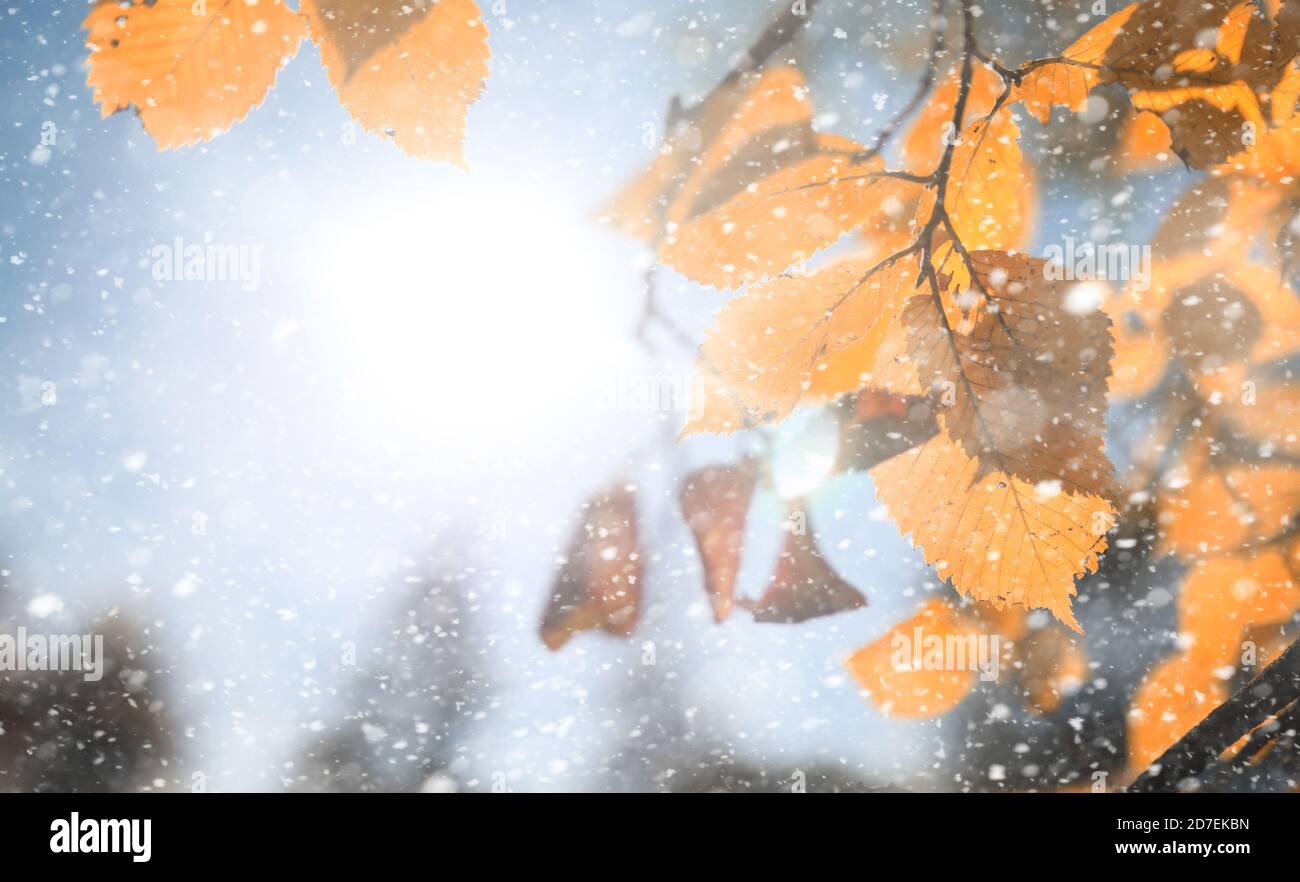 Autumn park in the days of the first snow Stock Photo - Alamy