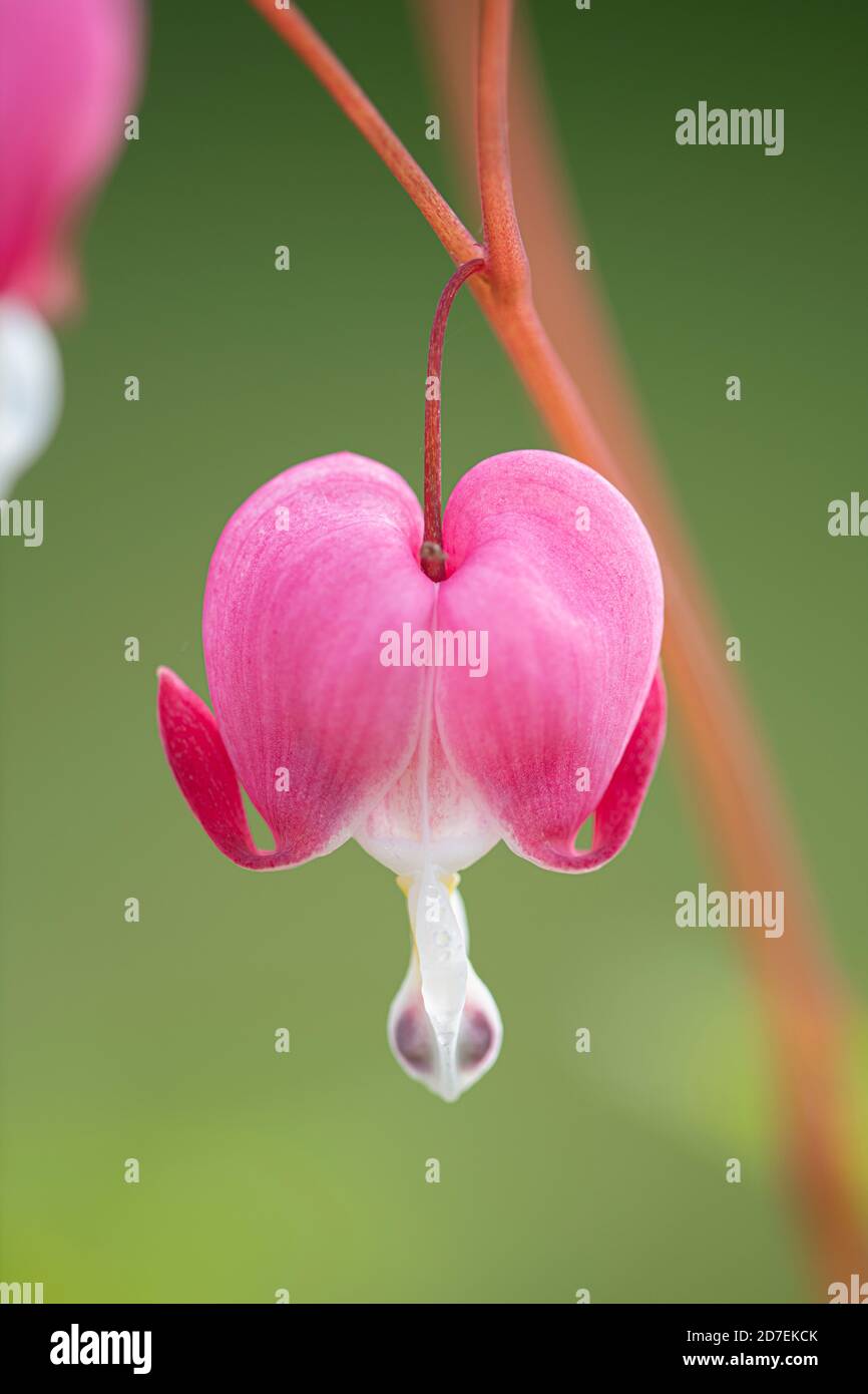 Bleeding Hearts: Lamprocapnos spectabilis (Dicentra). Garden cultivar ...