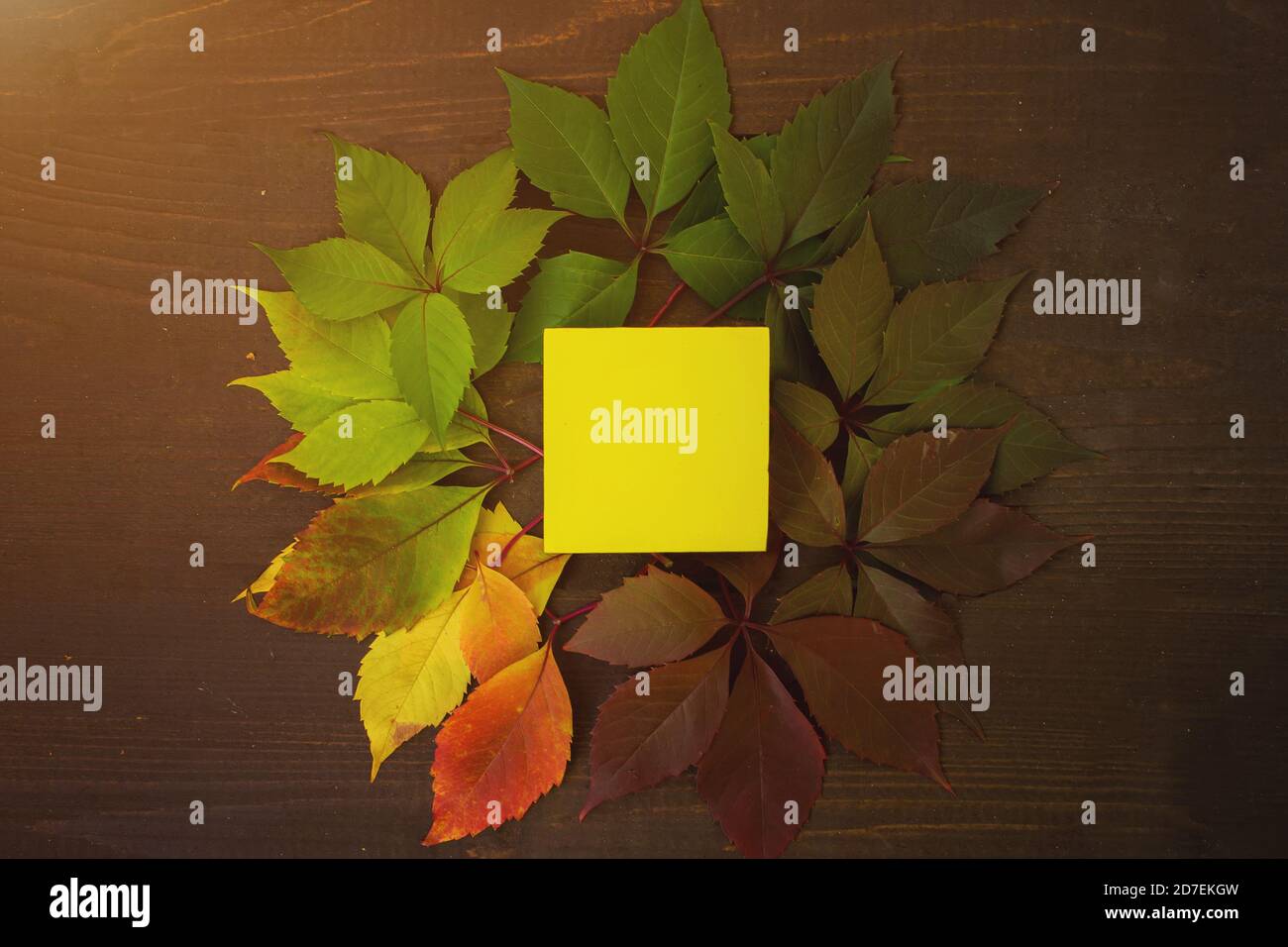 Autumn concept. Autumn fall - colorful leaves. Season, colorful leaves ...