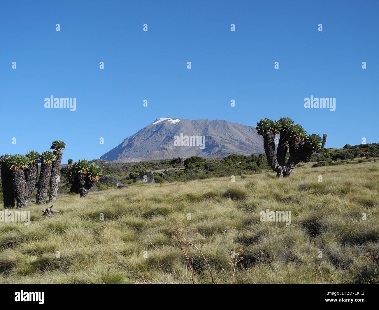 Hiking Kilimanjaro from Horombo Huts Stock Photo - Alamy