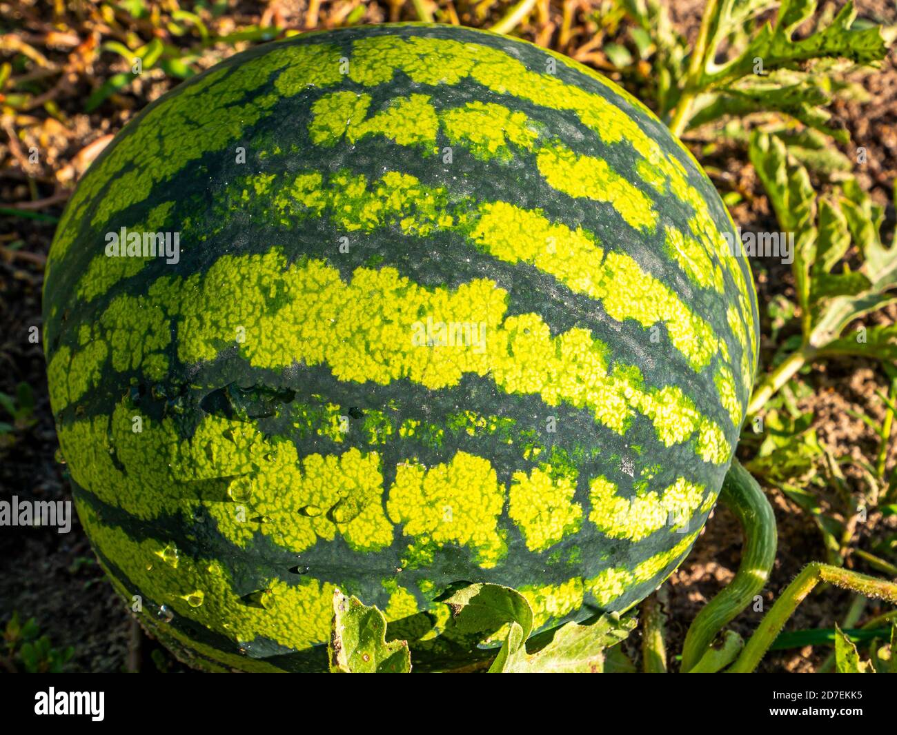 Watermelon grows on green hi-res stock photography and images - Alamy