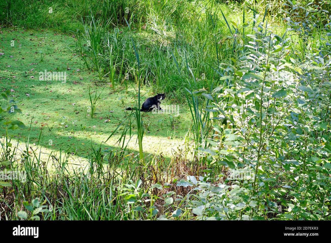 Cat Tail In Swamp High Resolution Stock Photography and Images - Alamy