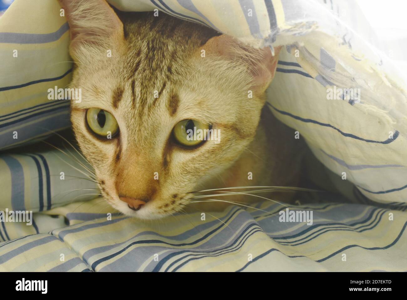 Cat blanket leg hi-res stock photography and images - Alamy